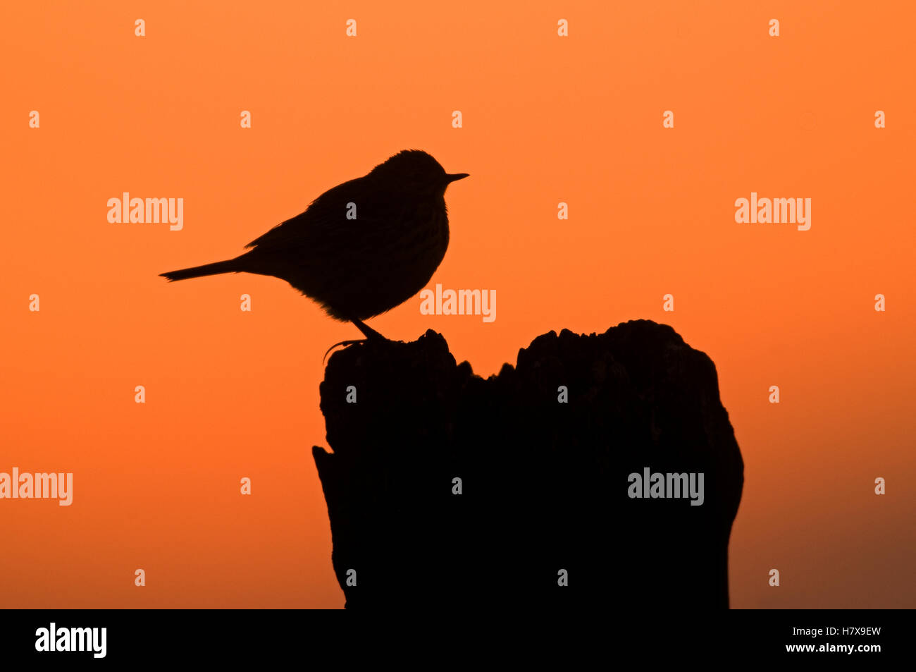 Meadow Pipit (Anthus pratensis) at sunset, Earnewald, Friesland ...