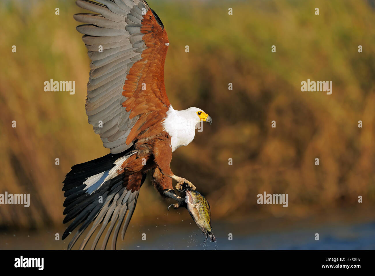 African Fish Eagle (Haliaeetus vocifer) carrying fish prey, Chobe ...