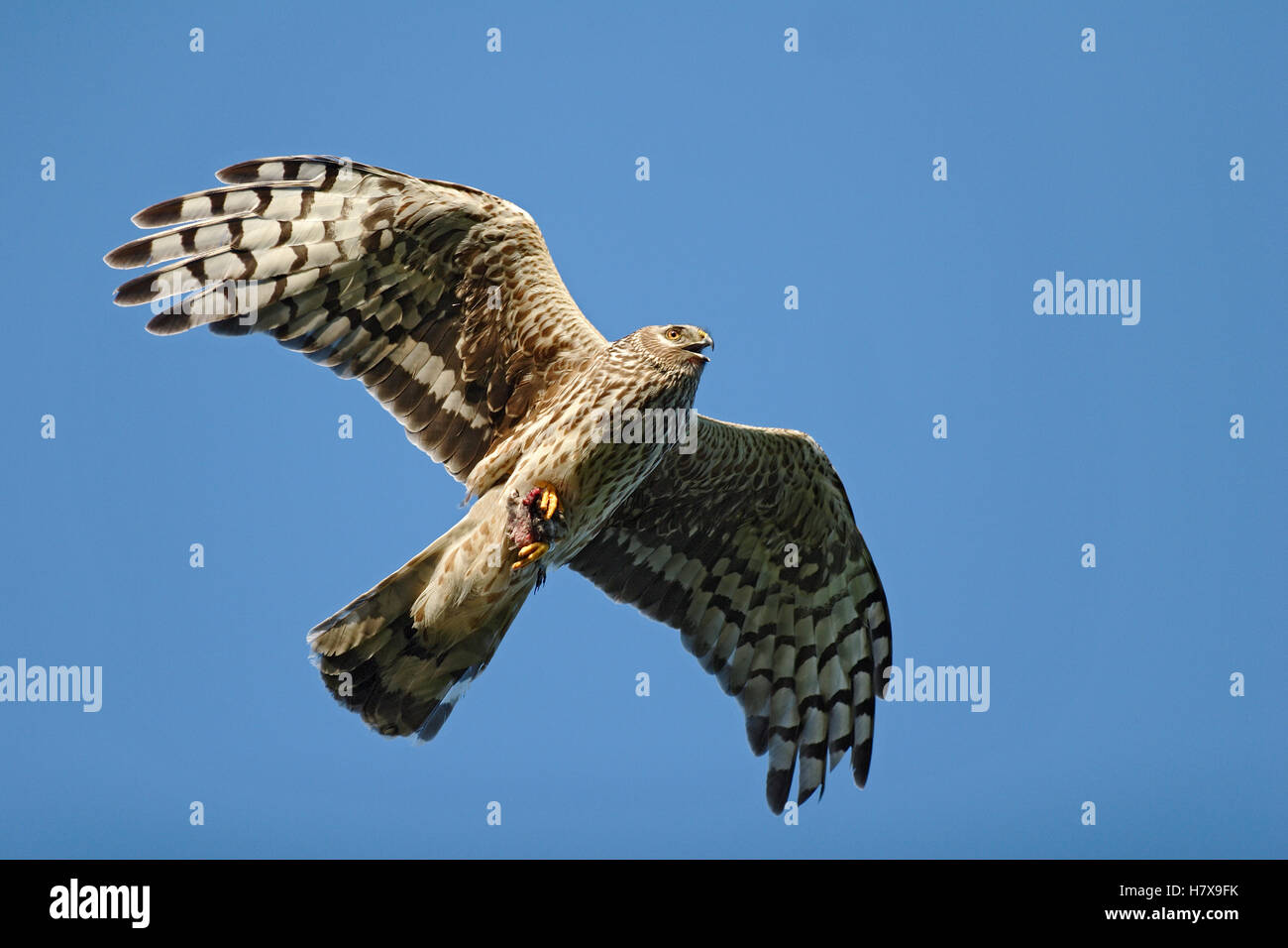 Northern Harrier (Circus cyaneus) flying, Ameland, Friesland ...