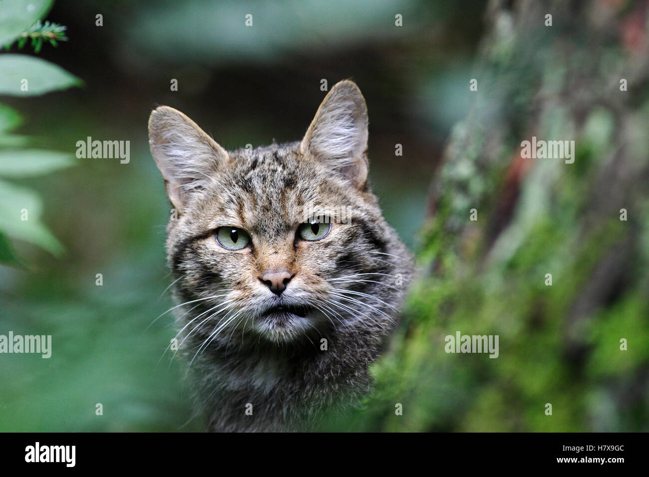 Wild Cat (Felis silvestris), Haute-Marne, France Stock Photo - Alamy