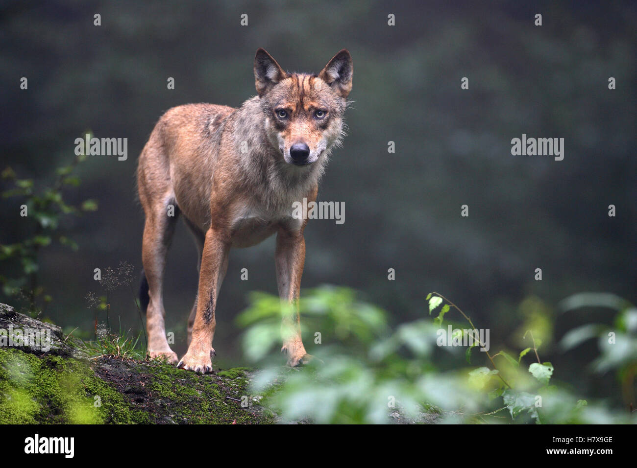 Gray Wolf (Canis lupus), Bohemian Forest, Czech Republic Stock Photo ...