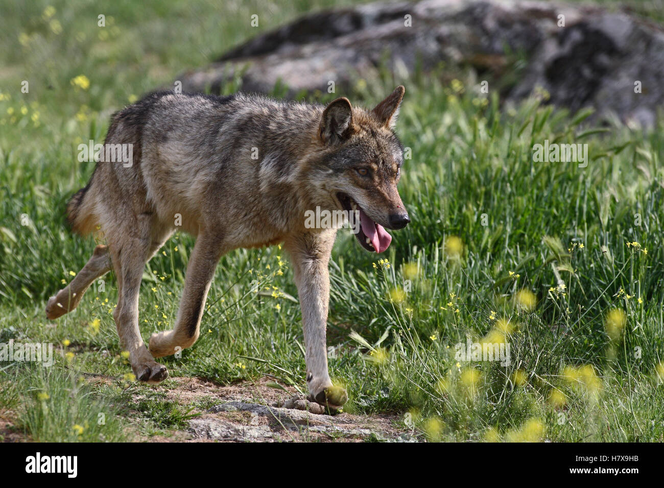 Iberian Wolf (Canis lupus signatus) running, Sierra de la Culebra, Spain Stock Photo - Alamy