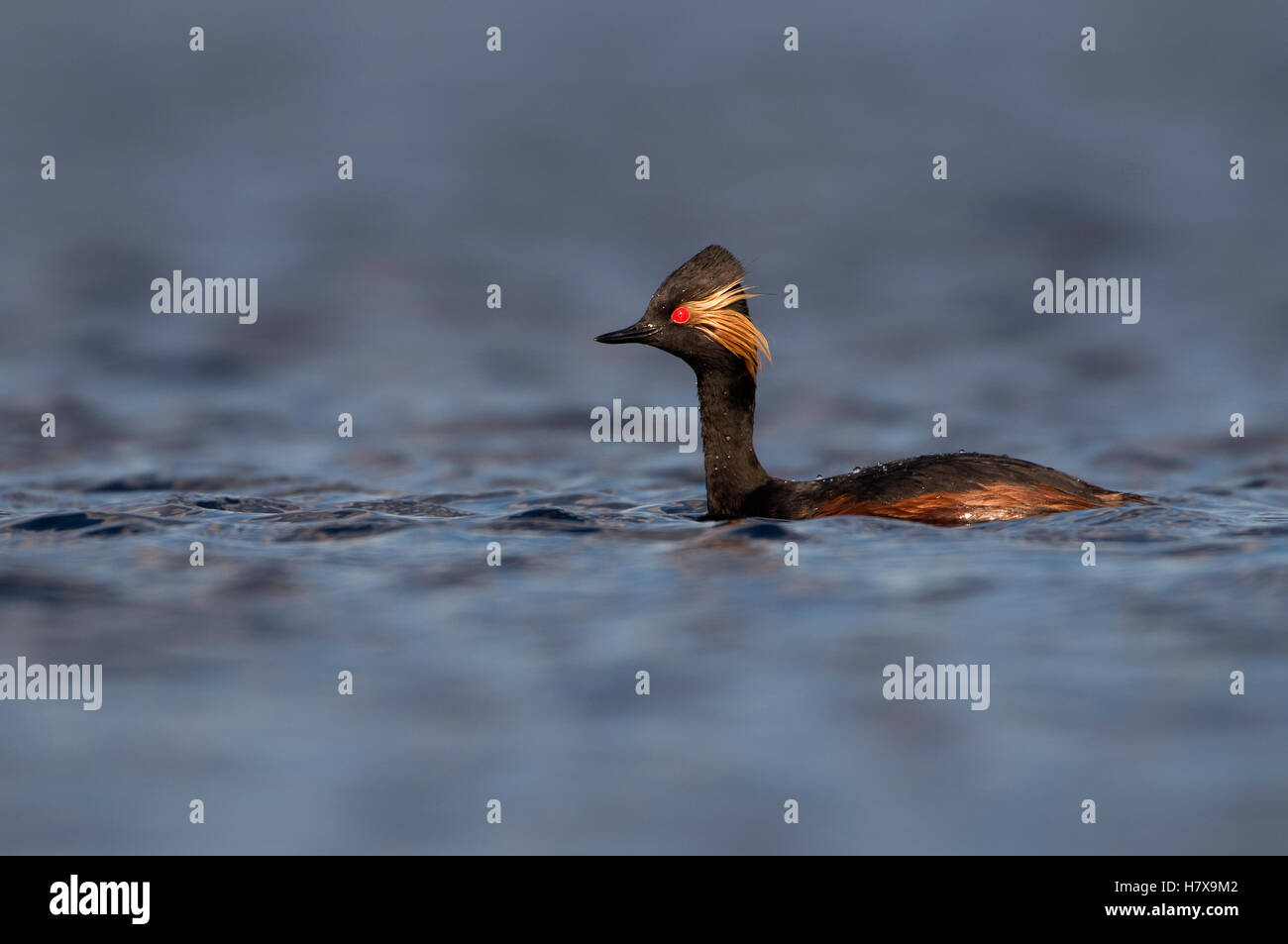 Eared Grebe (Podiceps nigricollis), Appelscha, Friesland, Netherlands ...