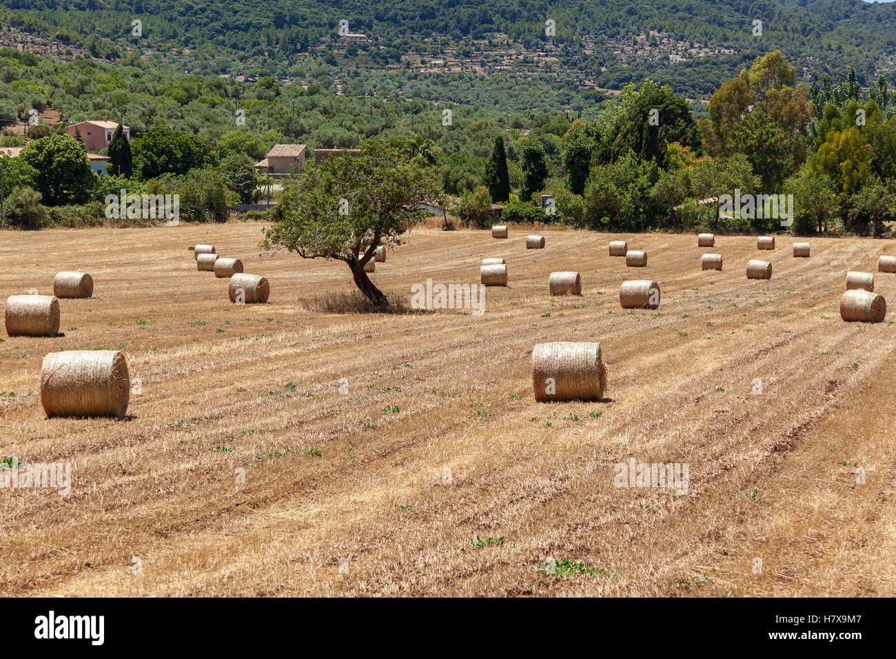 Field during harvest. Wide beige field of straw while harvesting, straw ...