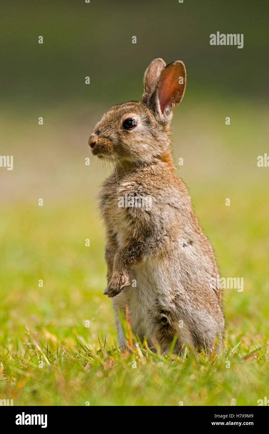 European Rabbit (Oryctolagus cuniculus) juvenile standing upright ...