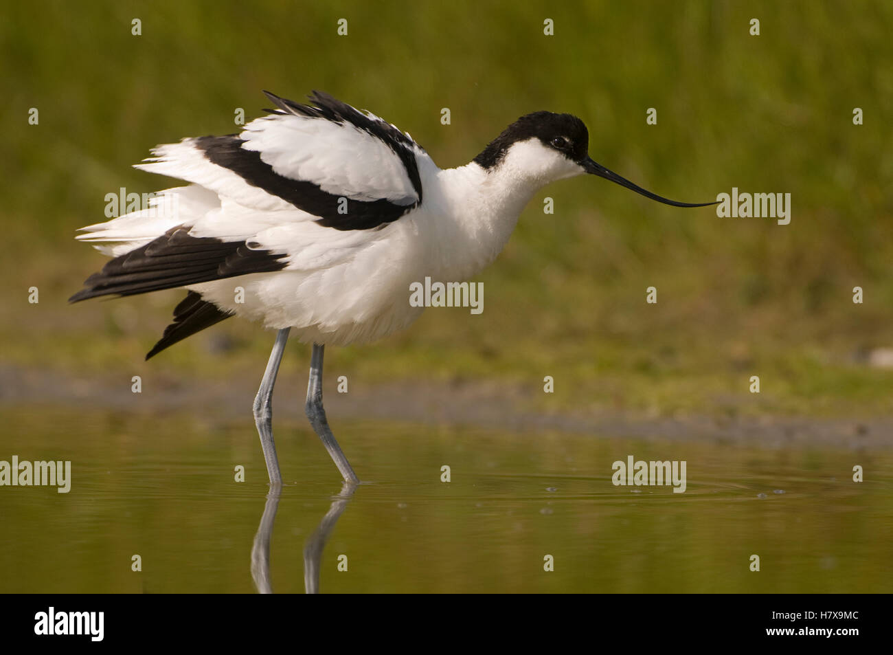 Pied Avocet (Recurvirostra avosetta) in shallow water, Texel, Noord ...