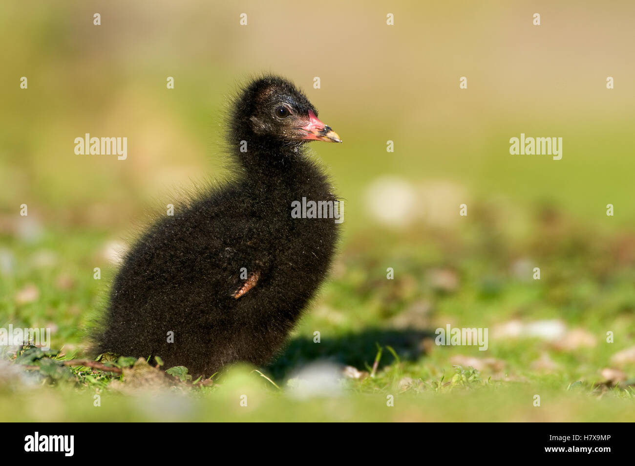 Common Moorhen (Gallinula chloropus) chick, De Westereen, Friesland ...