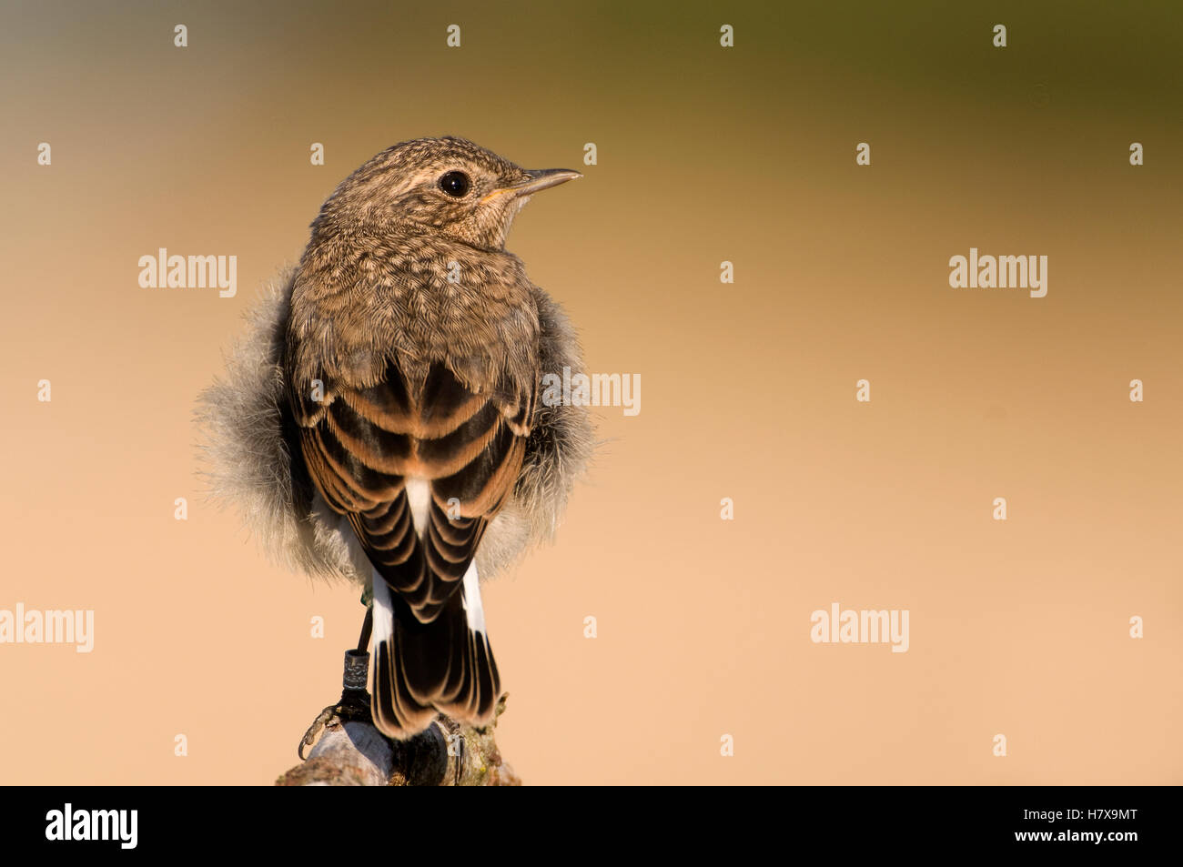Northern Wheatear (Oenanthe oenanthe) juvenile, Appelscha, Friesland ...