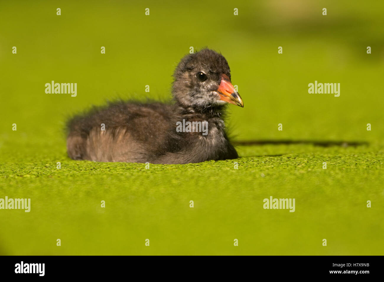 Common Moorhen (Gallinula chloropus) chick floating amidst duckweed ...