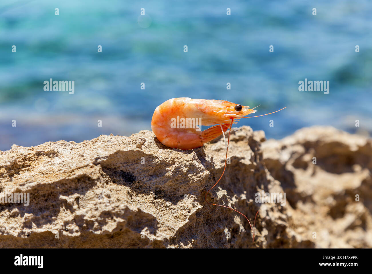 Twisted shrimp sitting on the rocky surface of the beach,Small shrimp ...