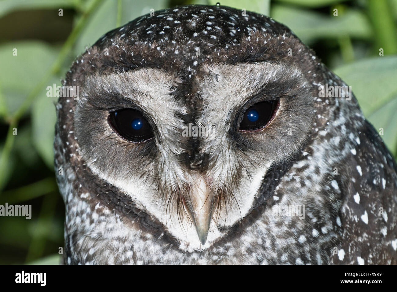 Lesser Sooty-Owl (Tyto multipunctata), Queensland, Australia Stock ...
