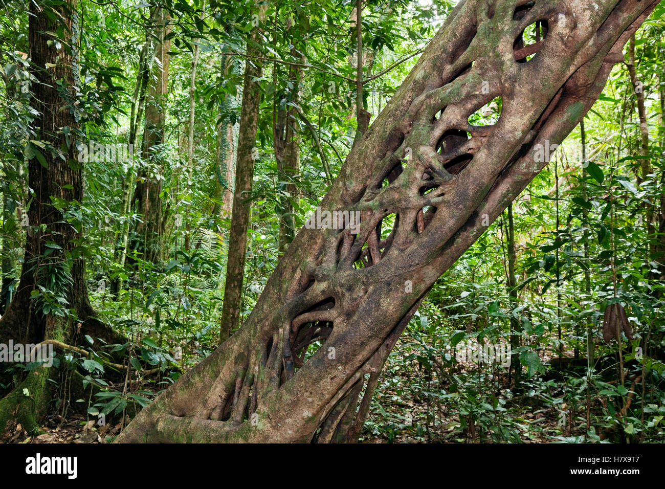 Fig (Ficus sp) tree that has killed its host in rainforest, Daintree ...
