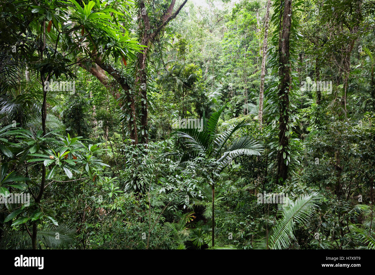 Rainforest interior, Daintree National Park, North Queensland ...