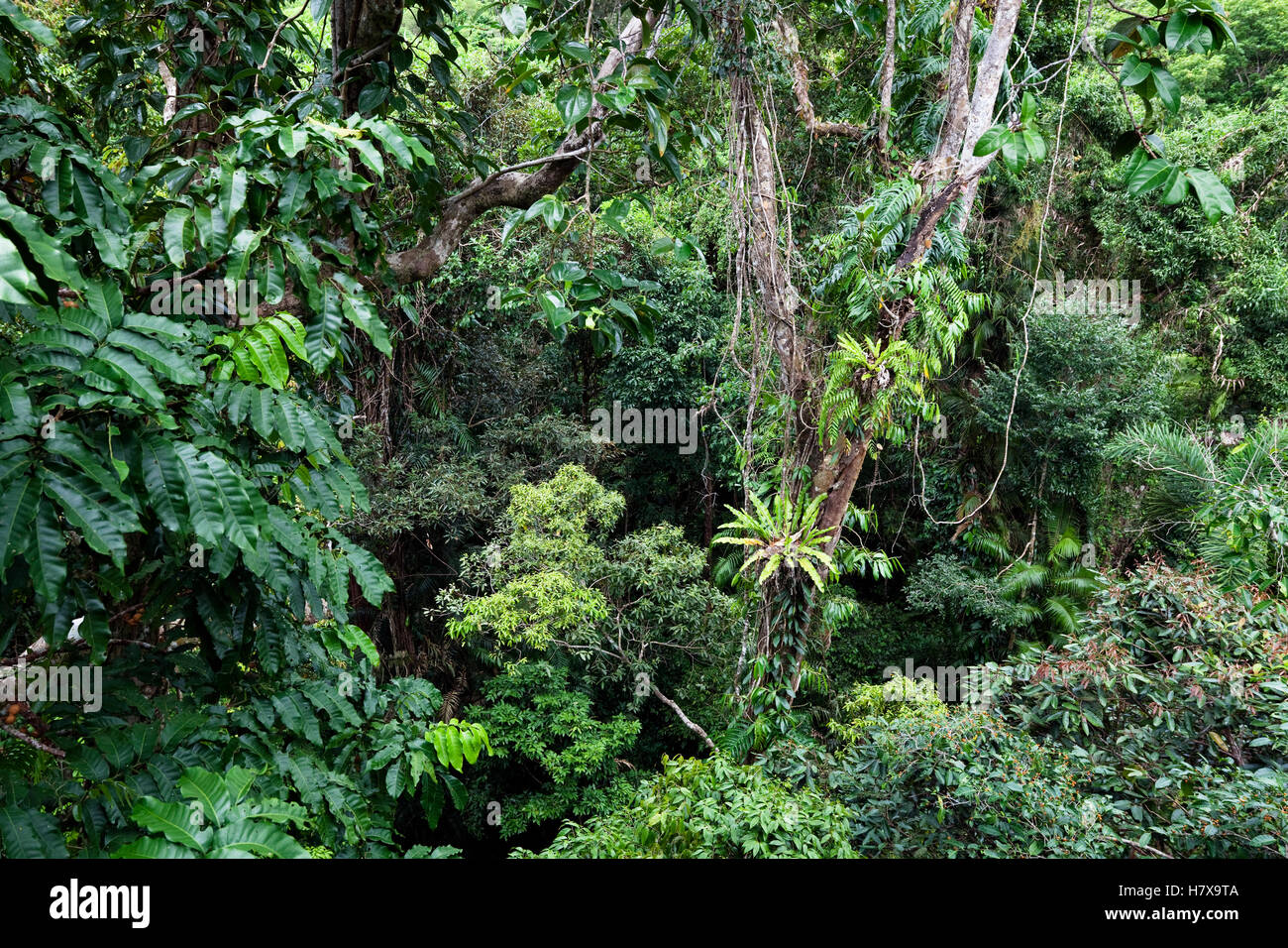 Rainforest canopy, Daintree National Park, North Queensland, Queensland ...