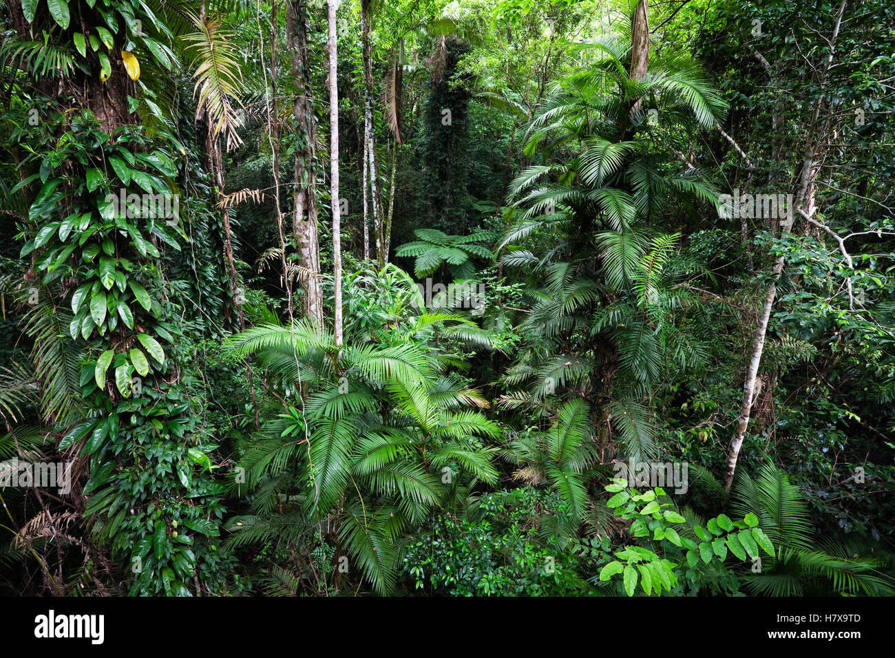 Rainforest interior, Daintree National Park, North Queensland ...