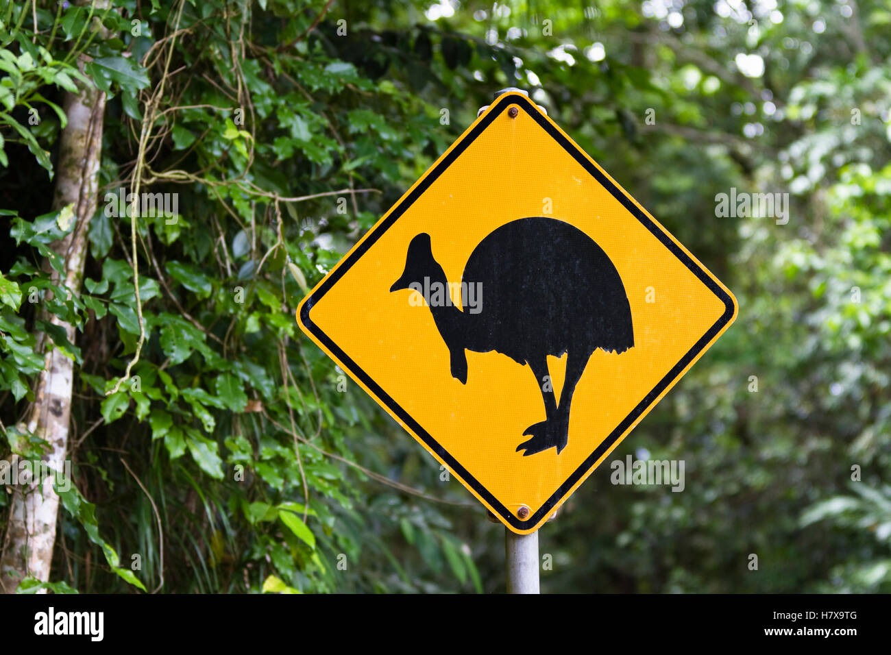 Cassowary sign in rainforest, Daintree National Park, North Queensland ...