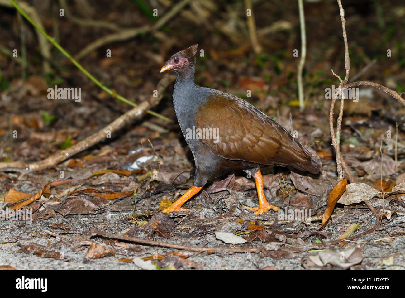 Orange-footed Scrubfowl (Megapodius reinwardt), Daintree National Park ...