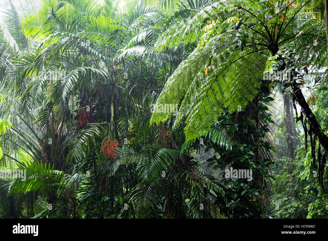 Rain in rainforest, Daintree National Park, North Queensland ...
