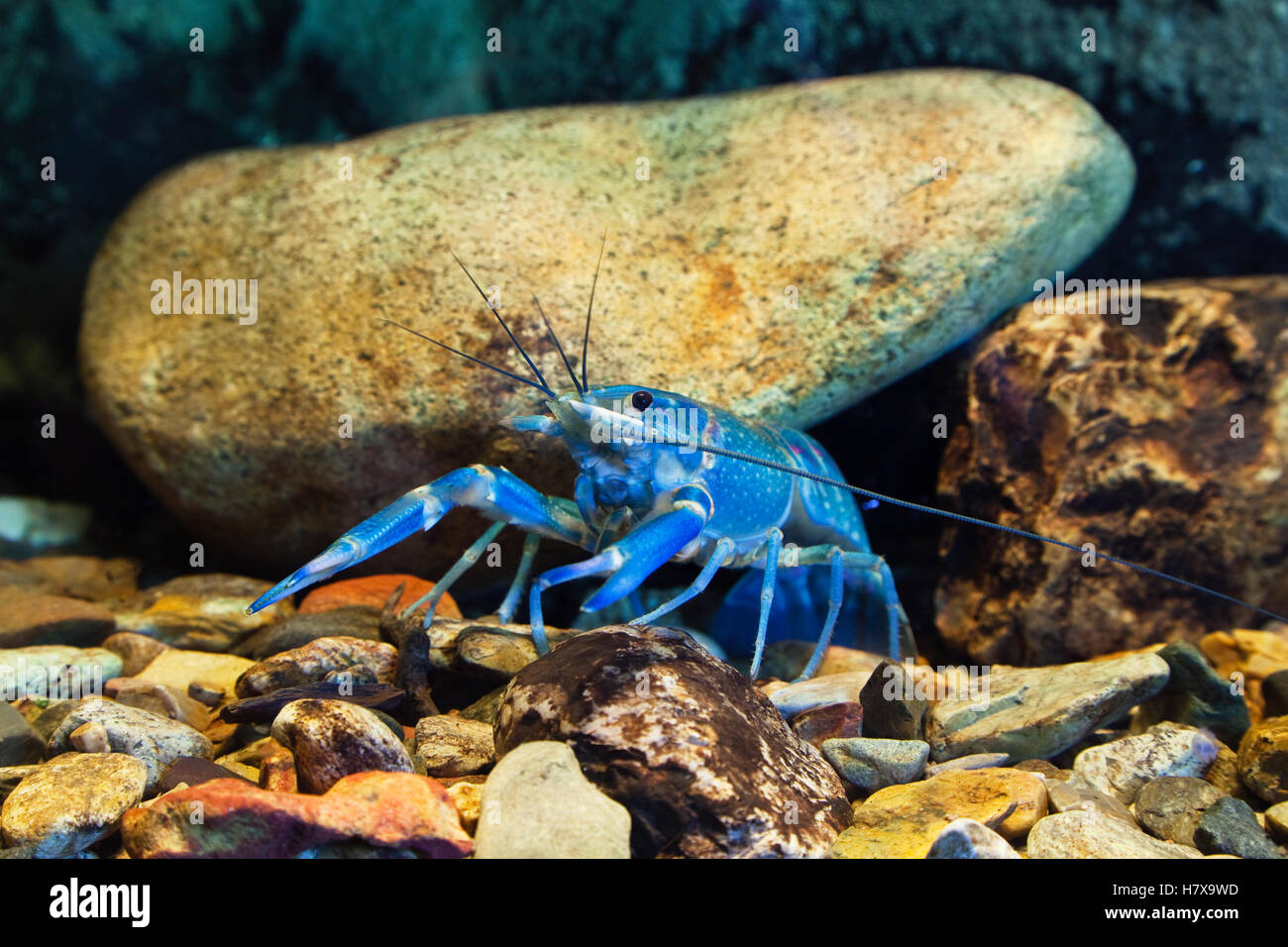 Australian Red Claw Crayfish (Cherax quadricarinatus), Daintree ...