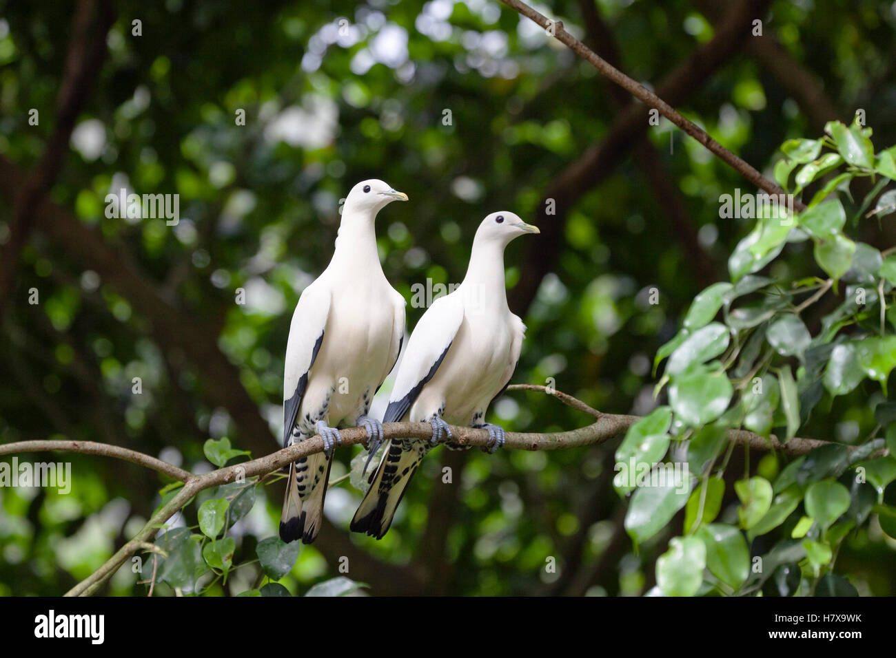 Torresian Imperial-Pigeon (Ducula spilorrhoa) pair, Atherton Tableland ...
