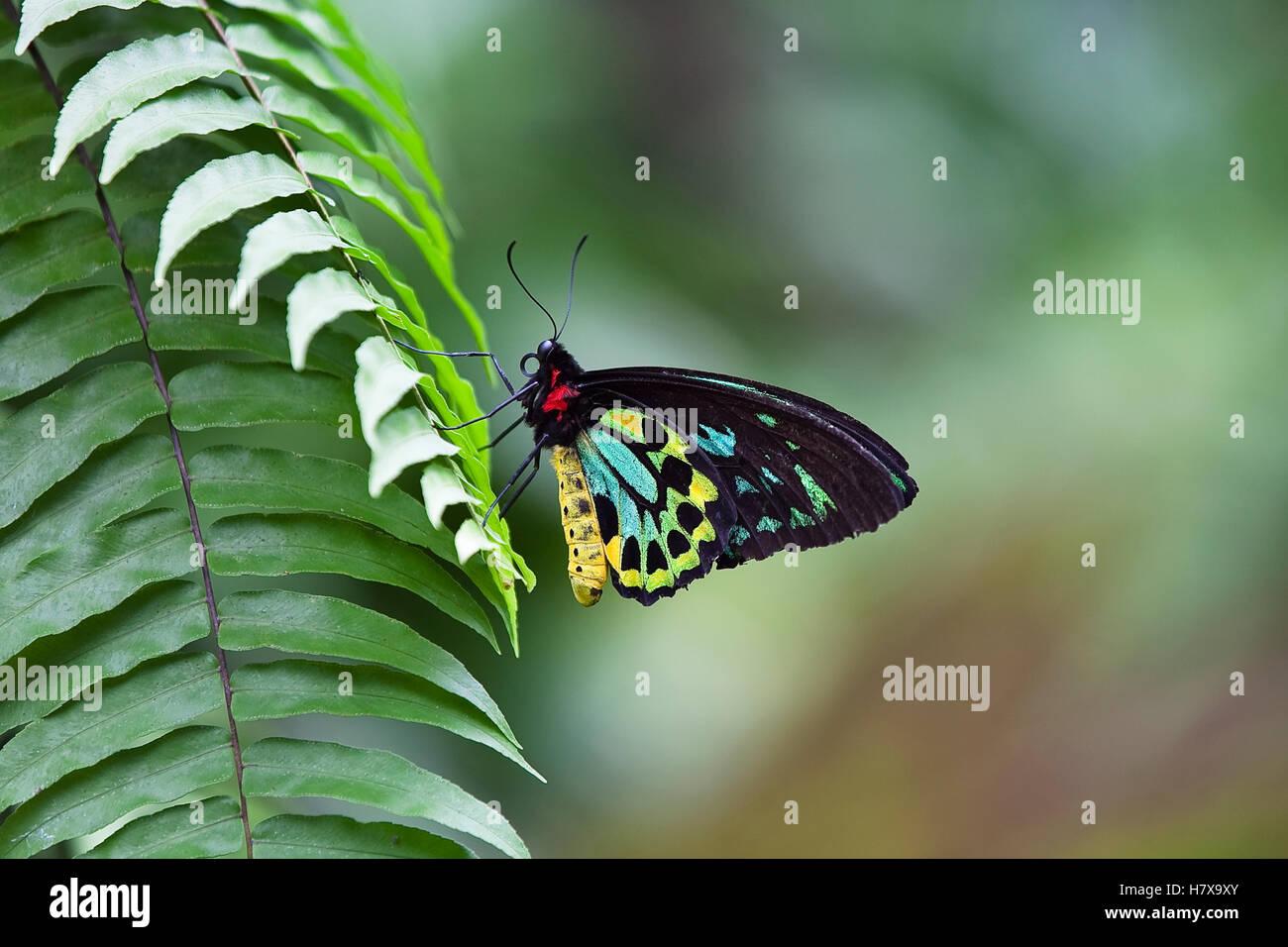 Common Green Birdwing (Ornithoptera priamus) butterfly male, Atherton ...