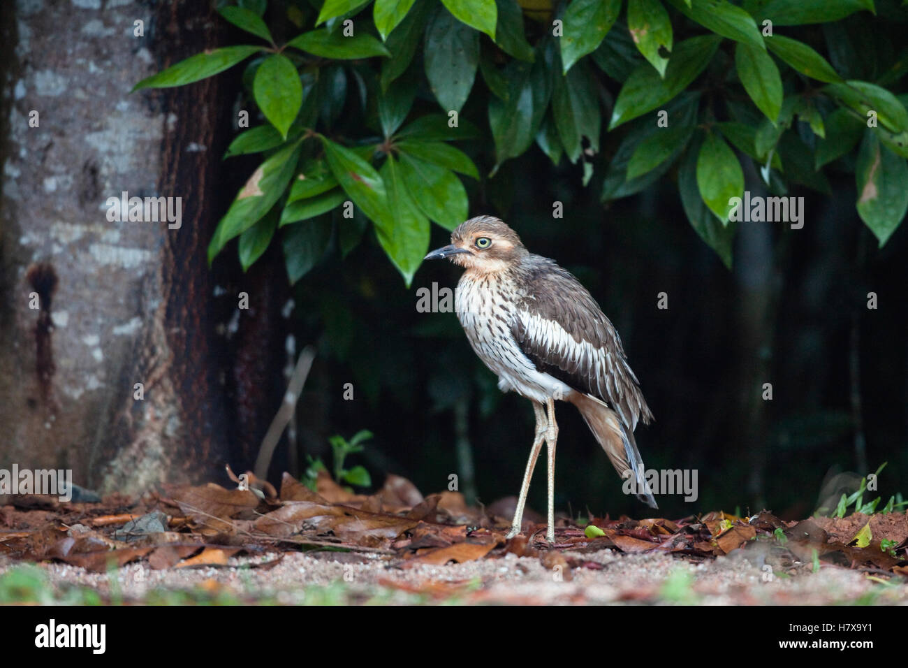Bush Stone-curlew (Burhinus grallarius), North Queensland, Queensland ...