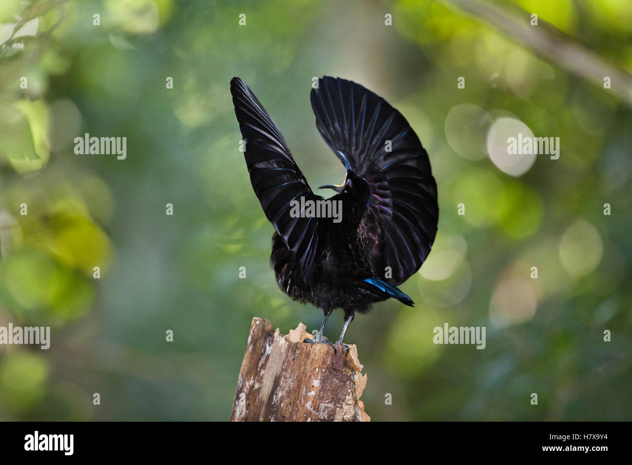 Victoria's Riflebird (Ptiloris victoriae) male displaying, Atherton ...