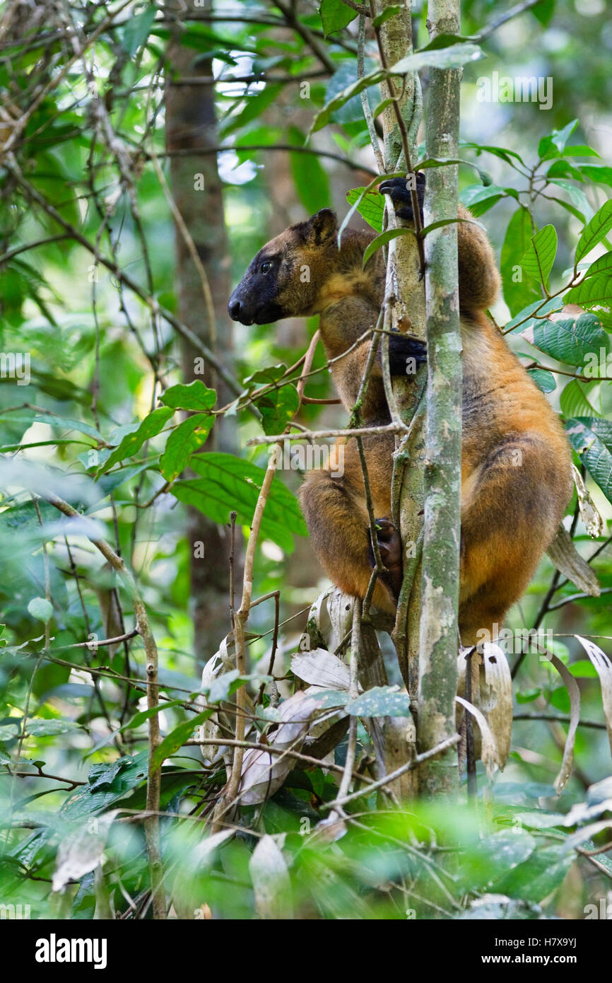Lumholtz's Tree-kangaroo (Dendrolagus lumholtzi) in tree, North ...