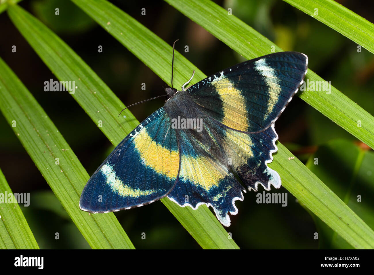 North Queensland Day Moth (Alcides metaurus), Atherton Tableland ...