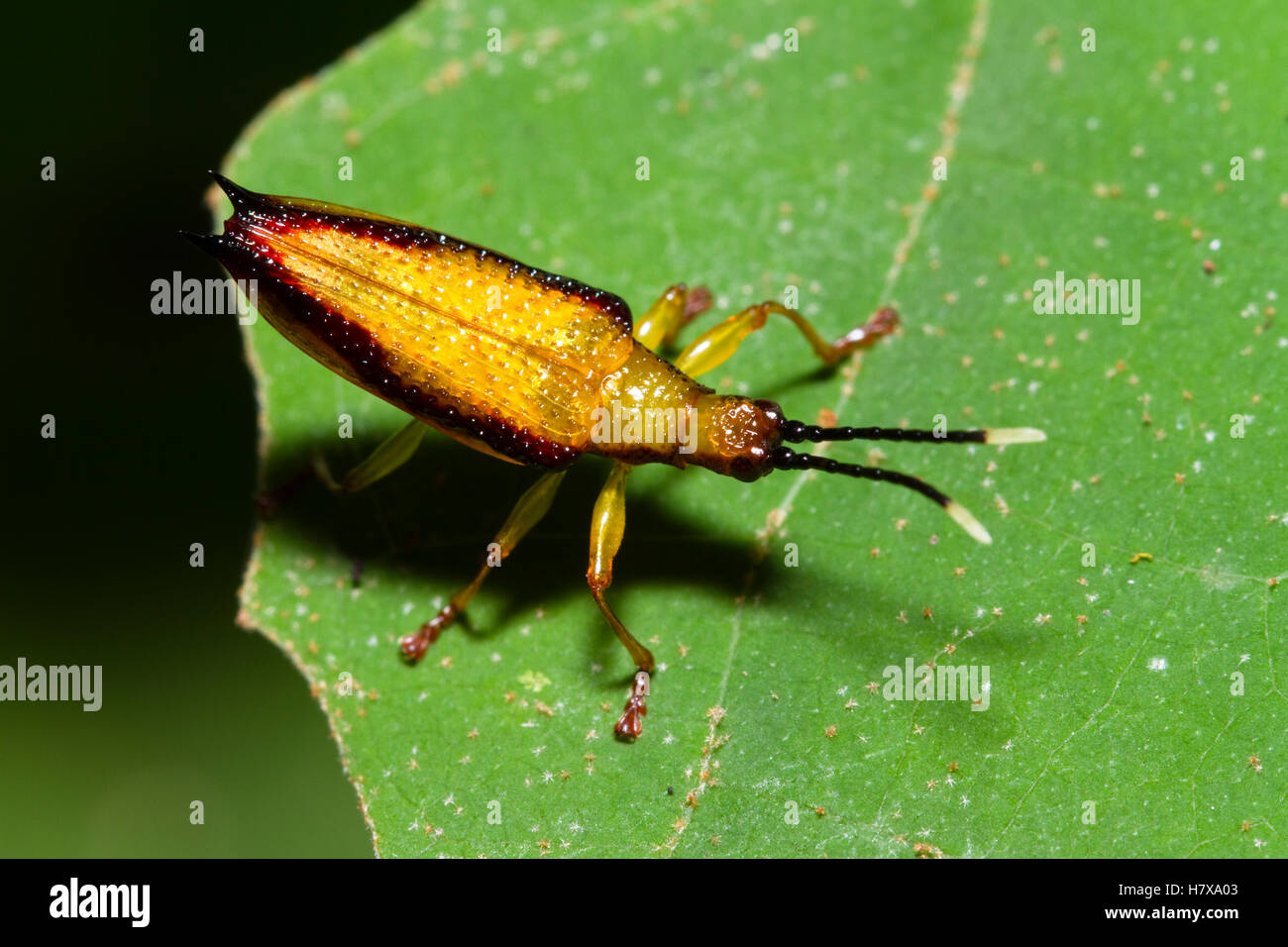 True Bug in rainforest, Atherton Tableland, Queensland, Australia Stock ...