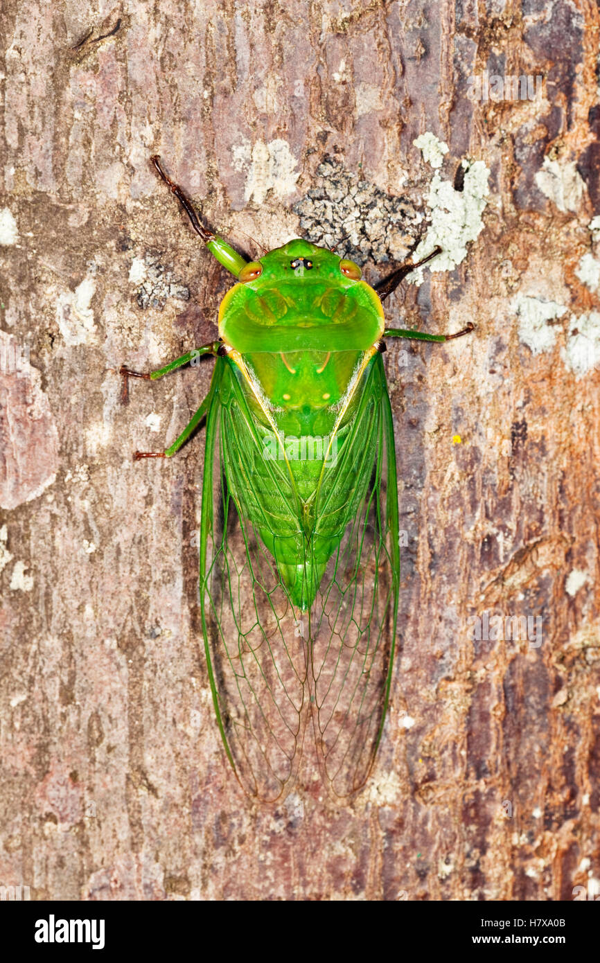 Masked Devil (Cyclochila australasiae) cicada green morph, Atherton ...