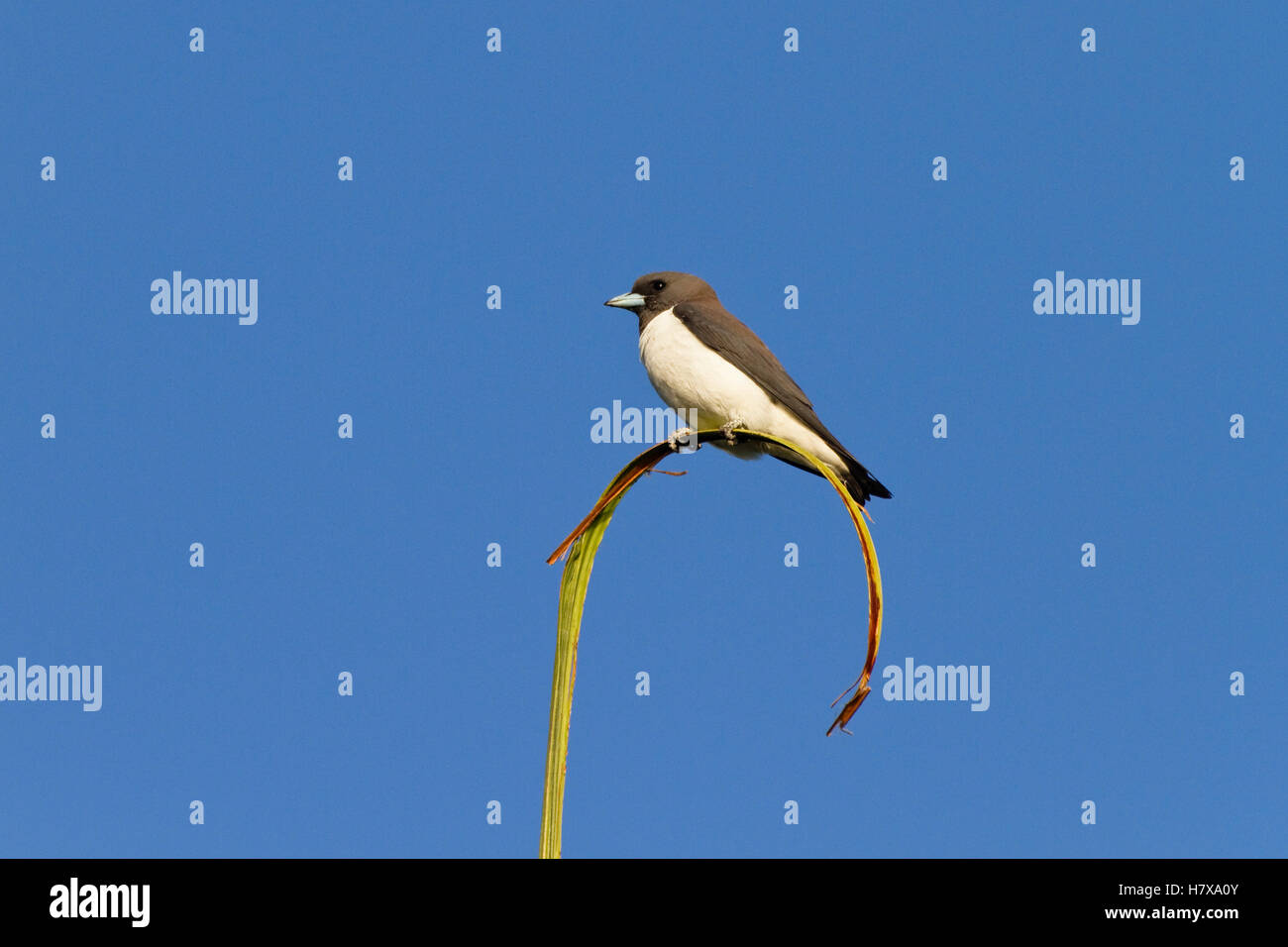White-breasted Woodswallow (Artamus leucorynchus), Townsville ...