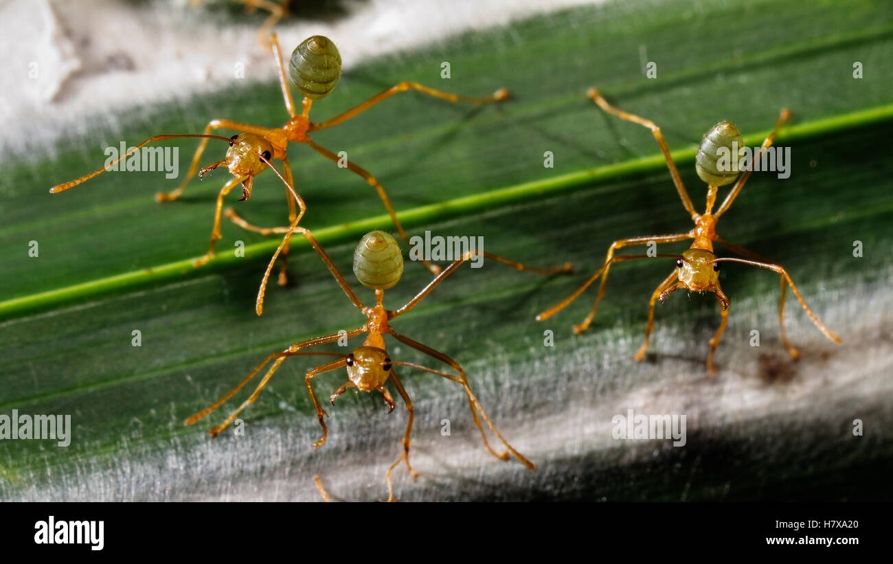 Green Tree Ant (Oecophylla smaragdina) trio guarding their nest ...