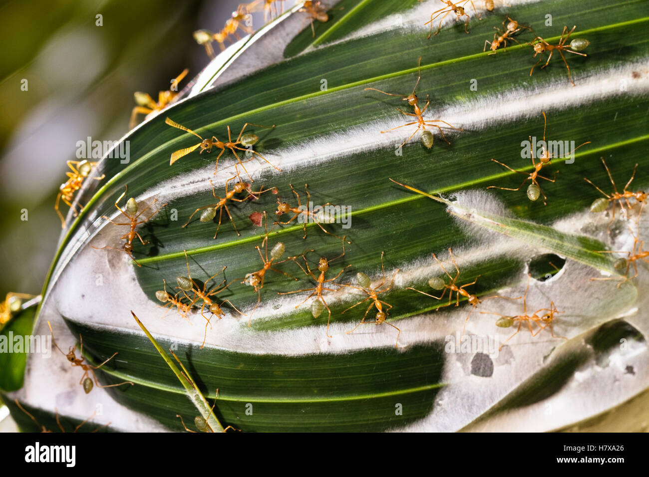Green Tree Ant (Oecophylla smaragdina) group guarding their nest ...
