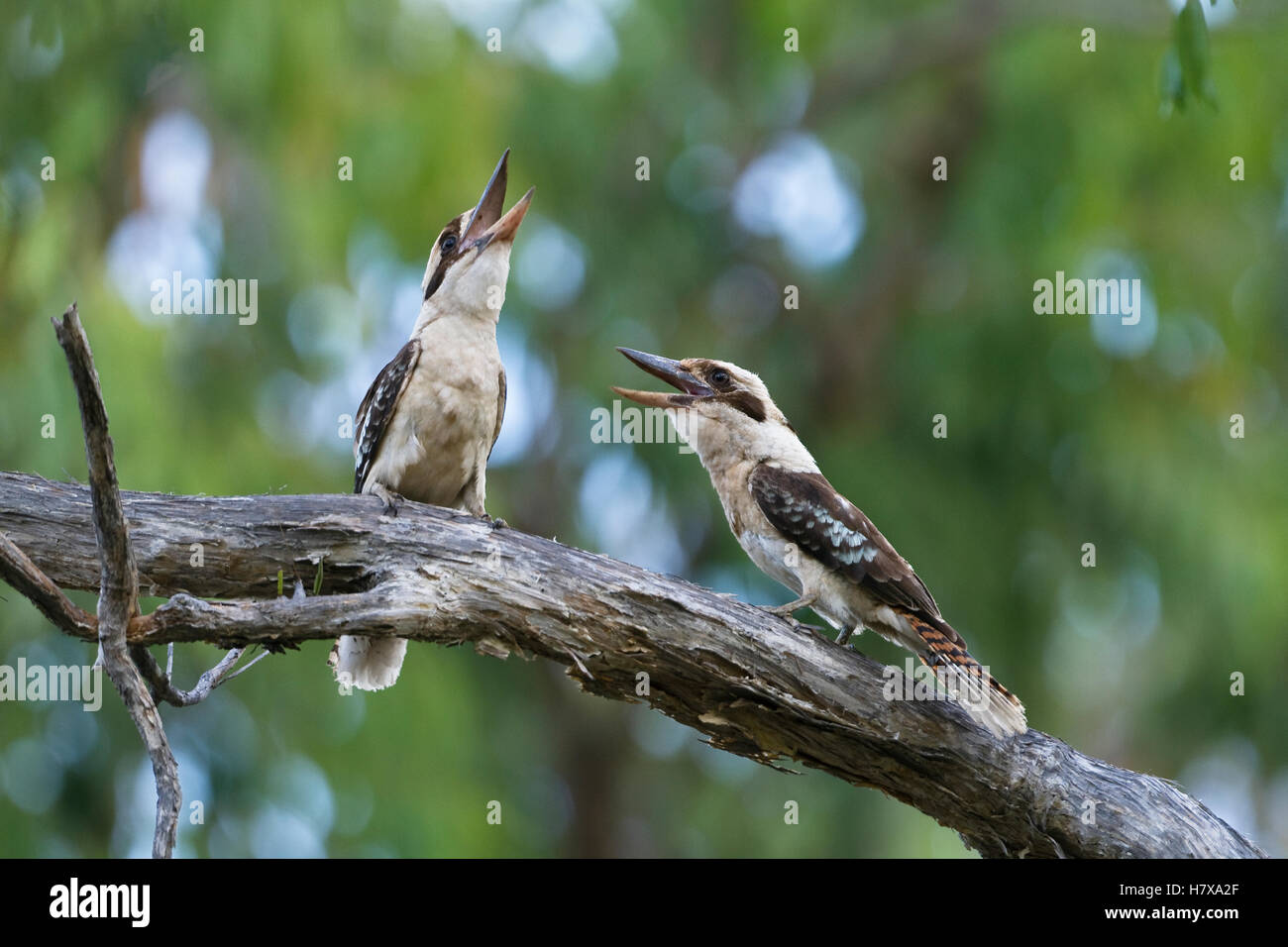 Laughing Kookaburra Dacelo Novaeguineae Pair Calling Queensland