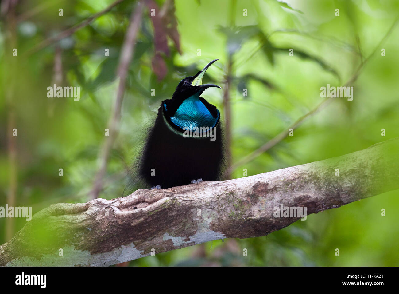 Magnificent Riflebird (Ptiloris magnificus) male calling, Iron Range ...
