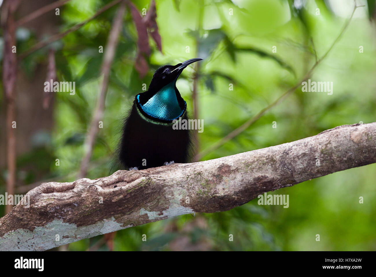 Magnificent Riflebird (Ptiloris magnificus) male, Iron Range National ...