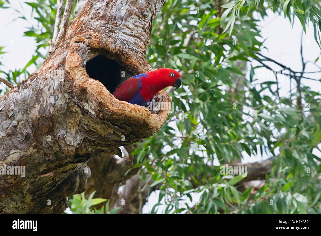 Eclectus Parrot (Eclectus roratus) female emerging from nest cavity ...
