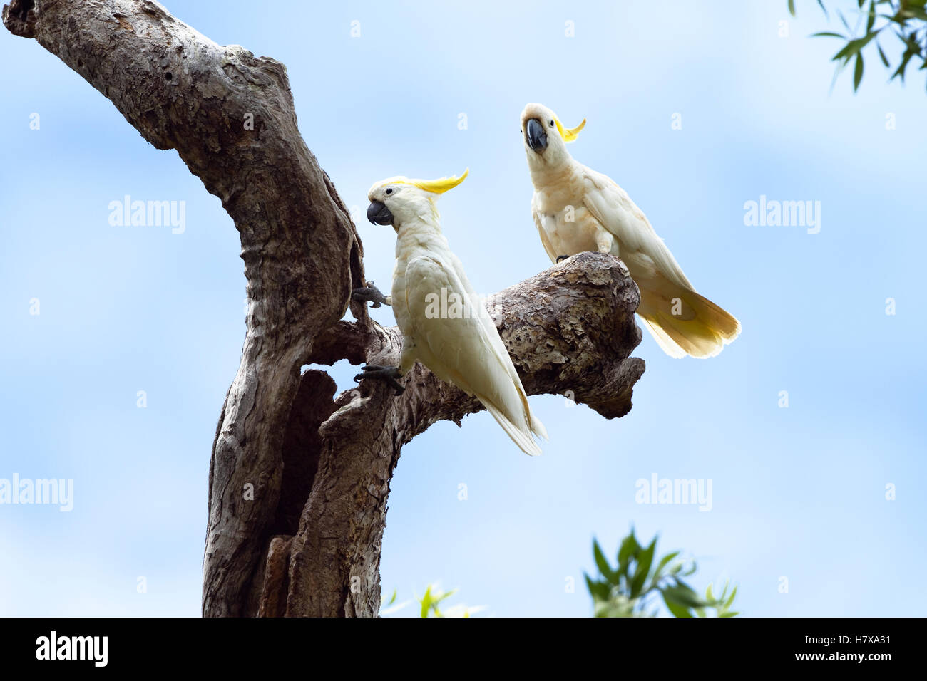 Sulphur-crested Cockatoo (Cacatua galerita) pair, Iron Range National ...