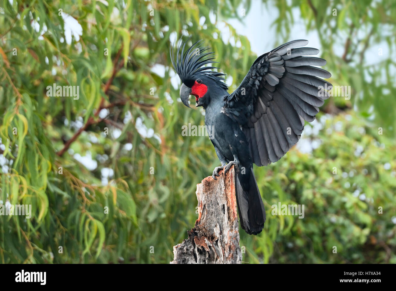 Palm Cockatoo (Probosciger aterrimus) displaying, Cape York Peninsula ...