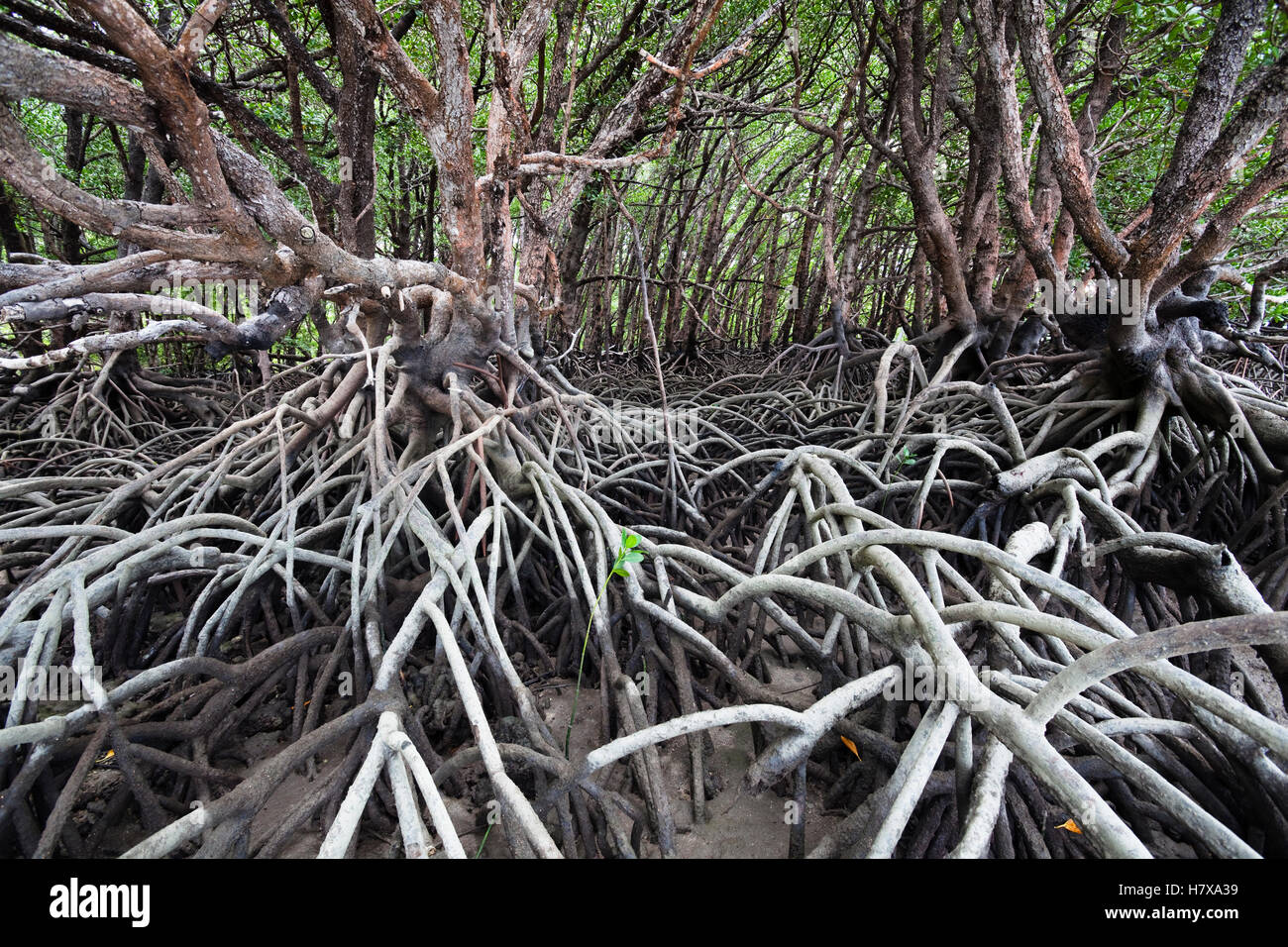 Mangroves on Cape York Peninsula showing root system, North Queensland ...