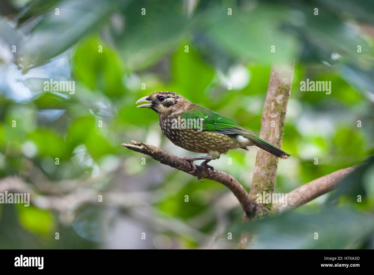 Spotted Catbird (Ailuroedus melanotis), North Queensland, Queensland ...