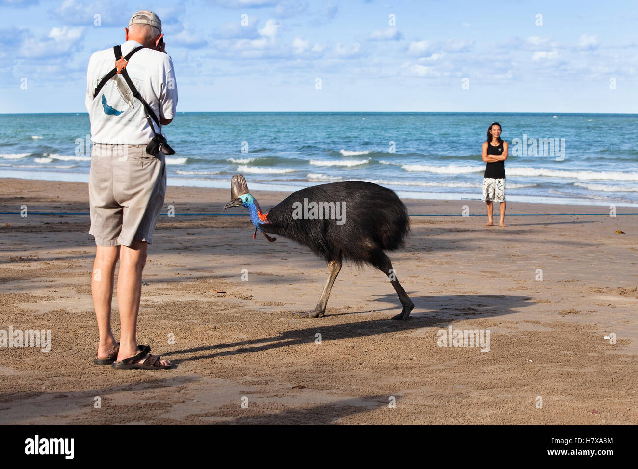 Southern Cassowary (Casuarius casuarius) female with tourists on the ...