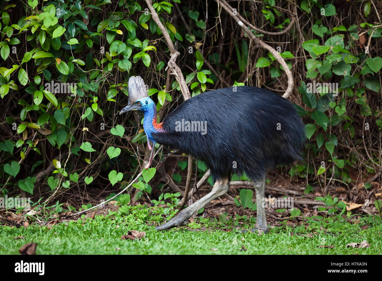 Southern Cassowary (Casuarius casuarius) female, Moresby Range National ...