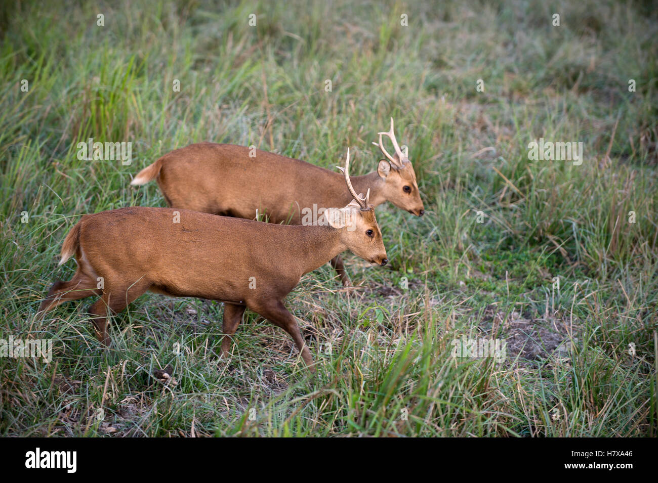 Hog Deer (Axis porcinus) males, Kaziranga National Park, India Stock ...