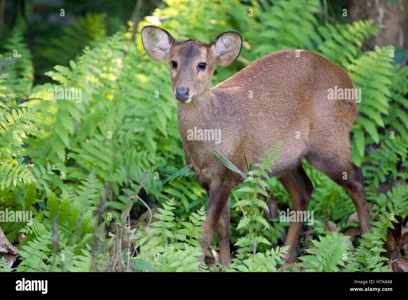 Hog Deer (Axis porcinus) female, Kaziranga National Park, India ...