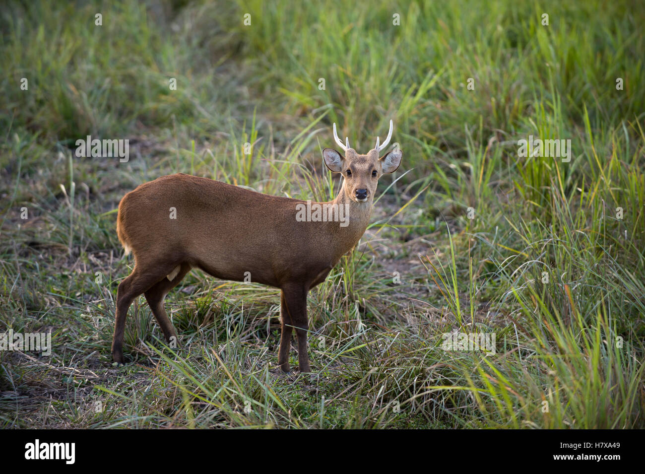 Hog Deer (Axis porcinus) male, Kaziranga National Park, India Stock ...