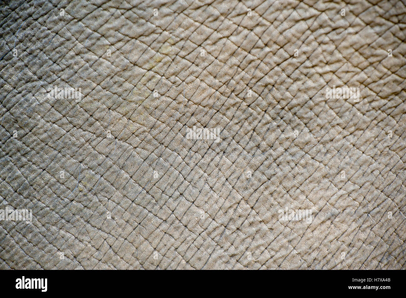 Asian Elephant (Elephas maximus) skin, Bandhavgarh National Park, India ...