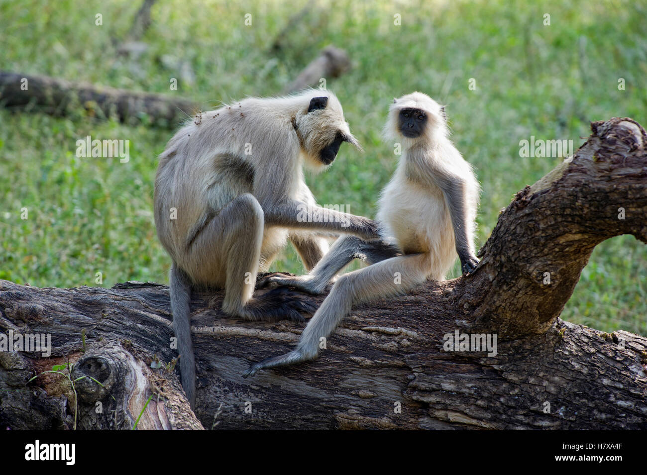 Hanuman Langur (Semnopithecus entellus) pair grooming, Bandhavgarh ...