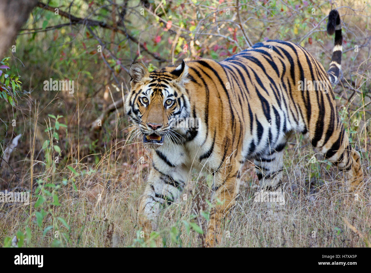 Bengal Tiger (Panthera tigris tigris), Bandhavgarh National Park, India ...